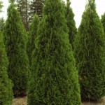Sloan Nursery & Christmas Trees