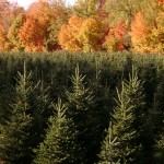 Sloan Nursery & Christmas Trees
