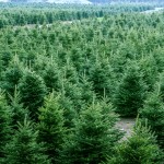 Sloan Nursery & Christmas Trees