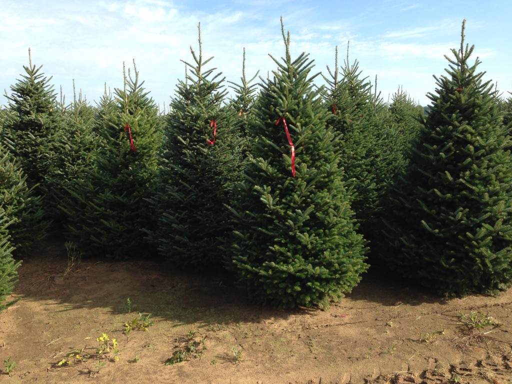 Abies fraseri (Fraser Fir)
