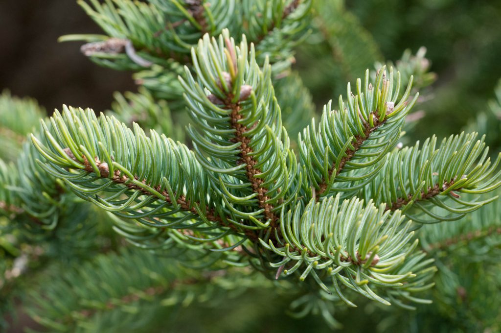 Abies balsamea (Balsam Fir)