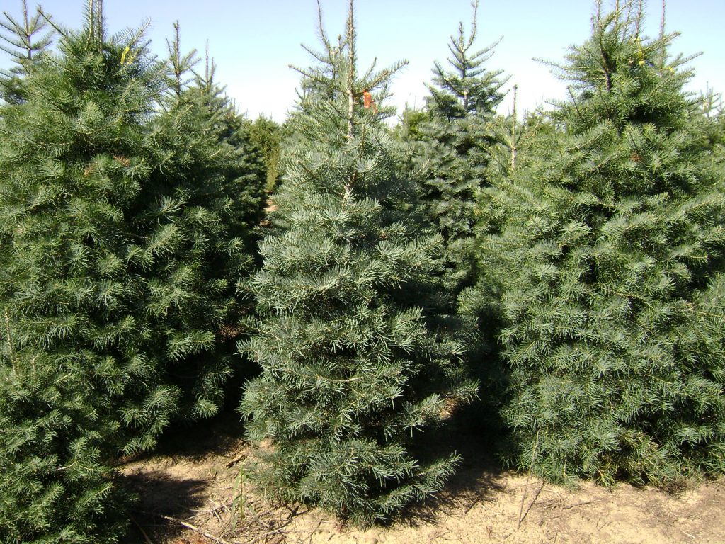 Abies concolor (Concolor Fir)