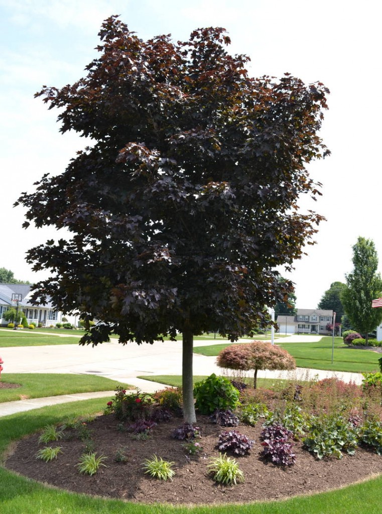 Acer platanoides ‘Royal Red’ (Royal Red Maple)