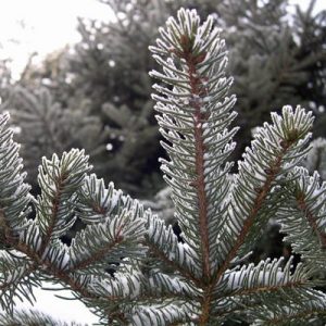 Picea glauca (White Spruce)